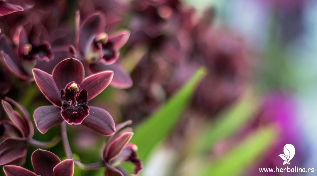 Orhideje - zašto ih toliko volimo